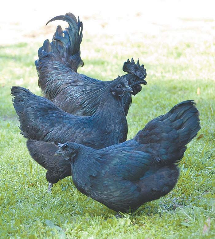 FARM SHOW Magazine - The BEST stories about Made-It-Myself Shop ...