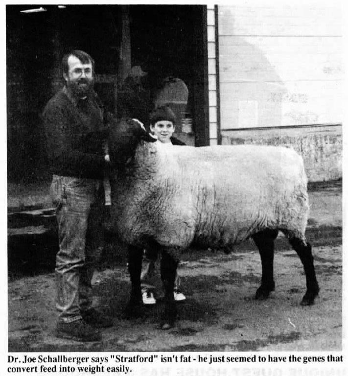 Worlds Fattest Sheep