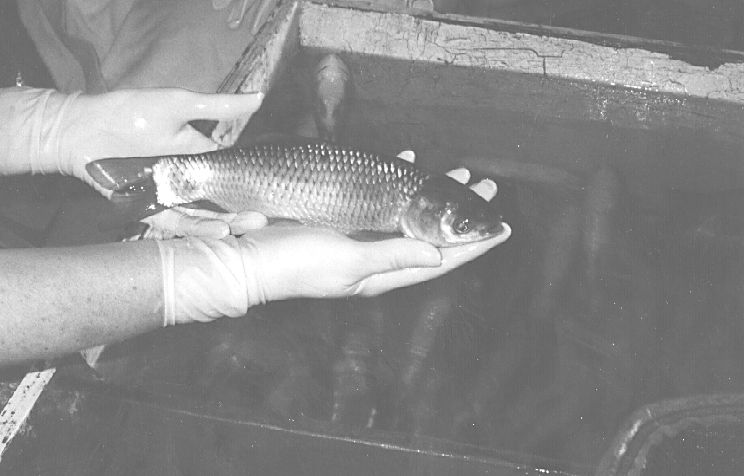 FARM SHOW Magazine - The BEST stories about Made-It-Myself Shop ...