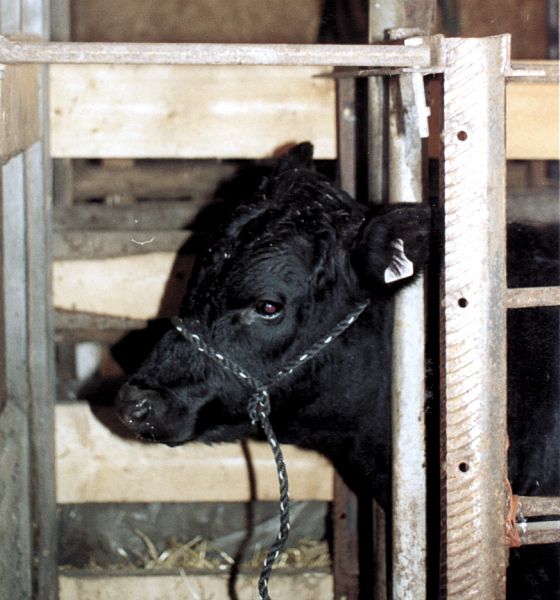 FARM SHOW Magazine - The BEST stories about Made-It-Myself Shop ...