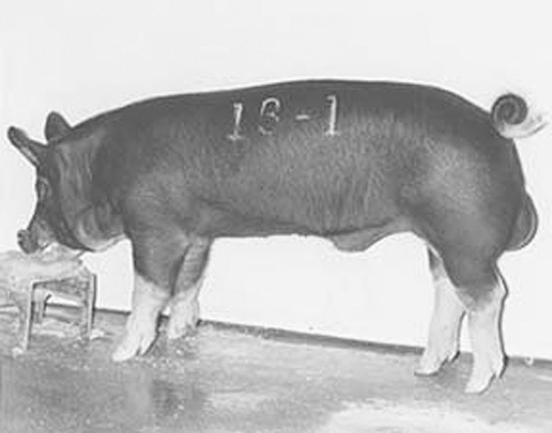 FARM SHOW Magazine - The BEST stories about Made-It-Myself Shop ...