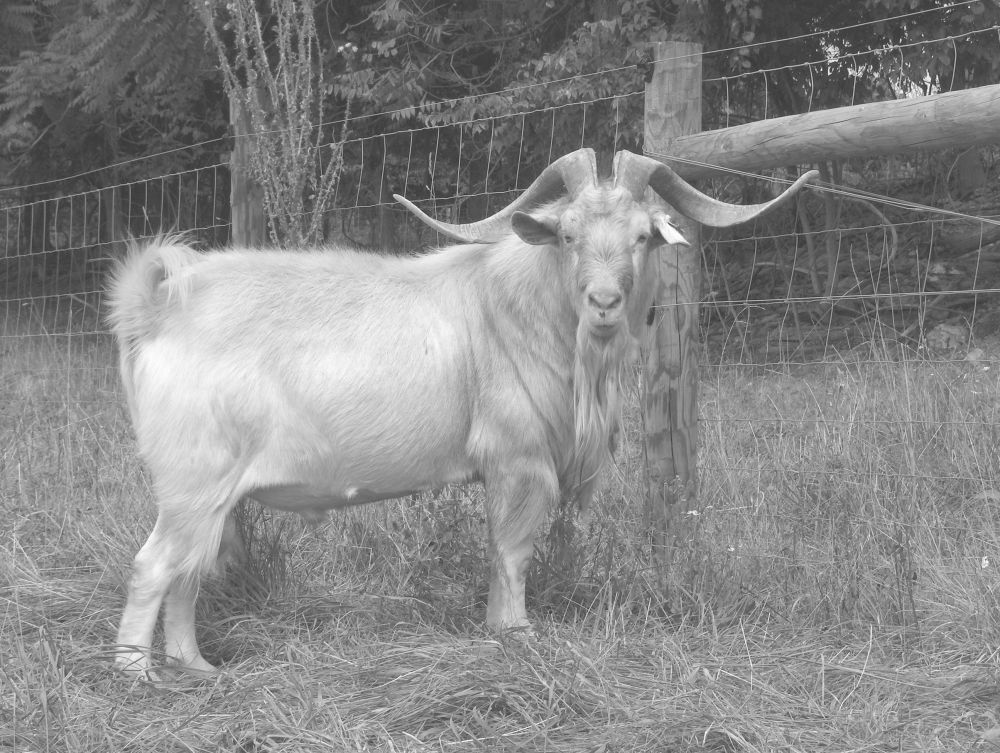 Kiko Boer Cross Goats