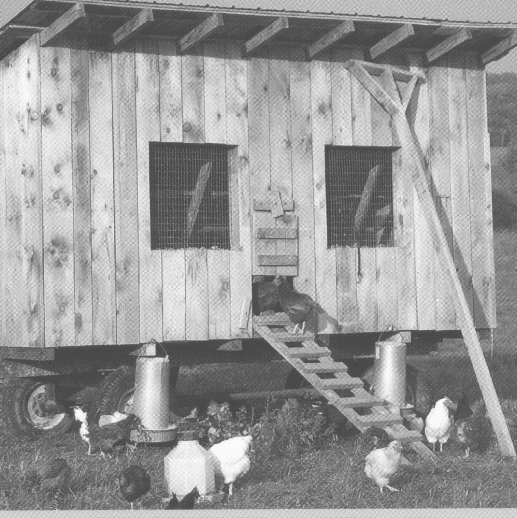 Old Timey Chicken Co Op Cast Iron Rooster Bell For Chicken Coops,