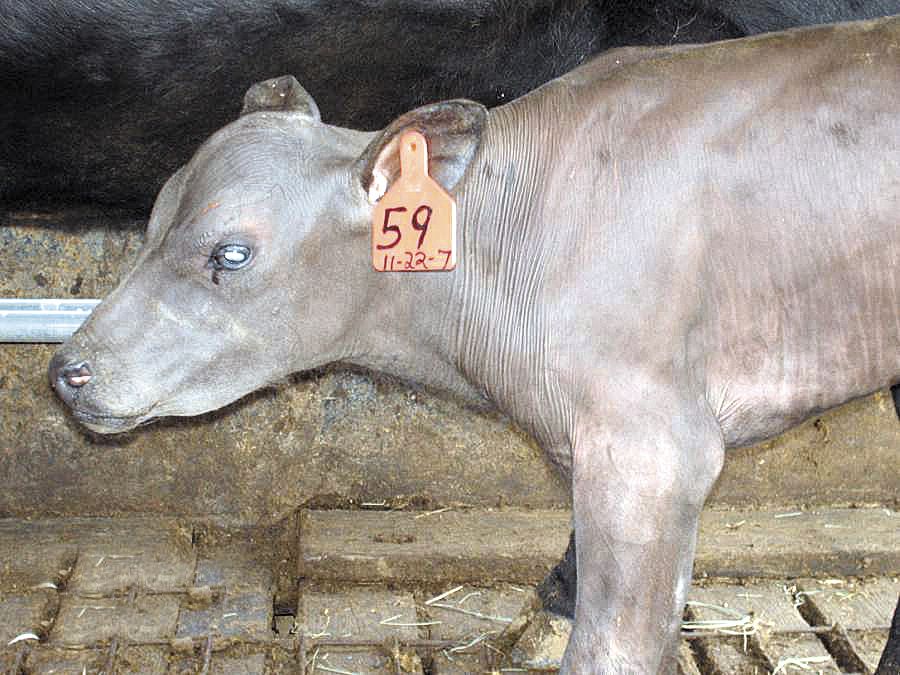 FARM SHOW Magazine - The BEST stories about Made-It-Myself Shop ...