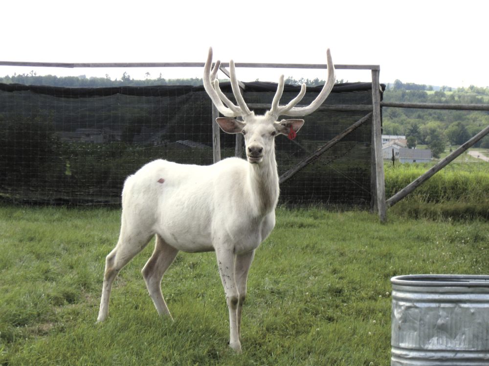 FARM SHOW Magazine - The BEST stories about Made-It-Myself Shop ...