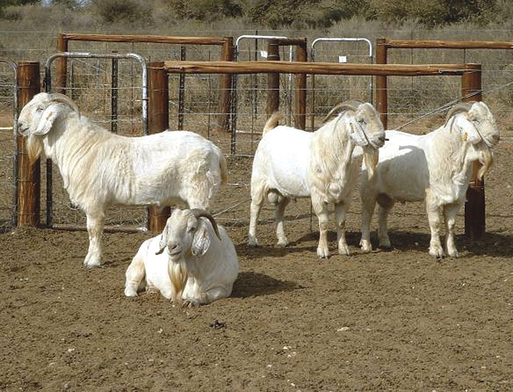 Spanish Boer Goats