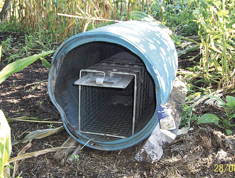 Homemade Raccoon Traps