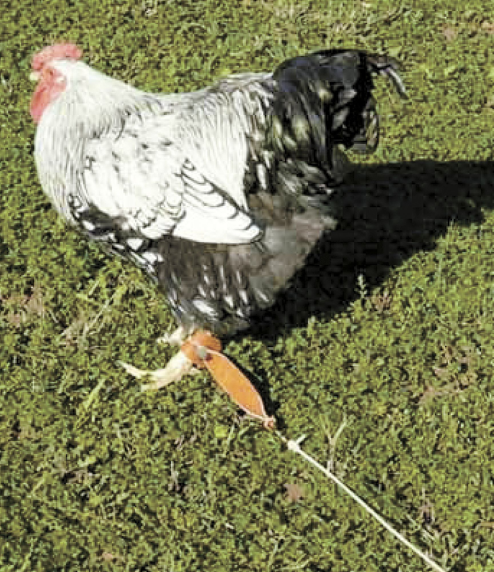 FARM SHOW Magazine - The BEST stories about Made-It-Myself Shop ...