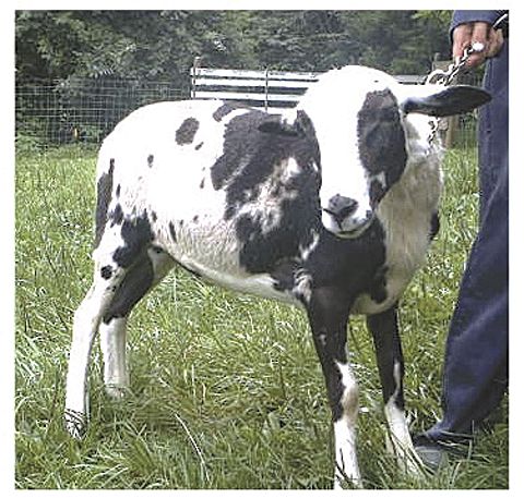 FARM SHOW Magazine - The BEST stories about Made-It-Myself Shop ...