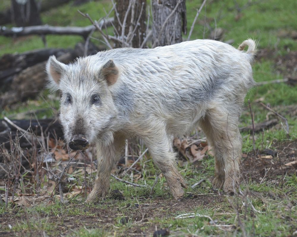 FARM SHOW Magazine - The BEST stories about Made-It-Myself Shop ...