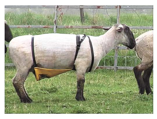 FARM SHOW Magazine - The BEST stories about Made-It-Myself Shop ...