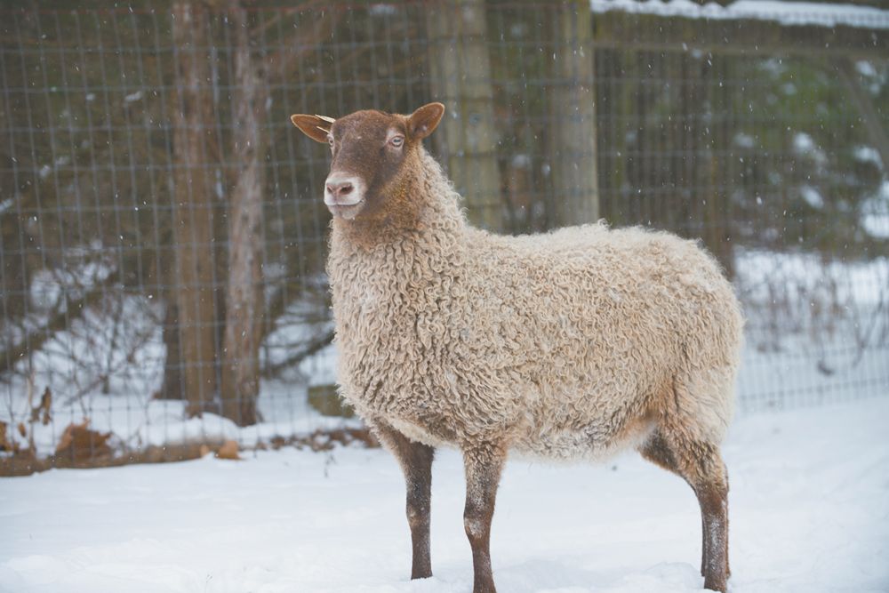 FARM SHOW Magazine - The BEST stories about Made-It-Myself Shop ...