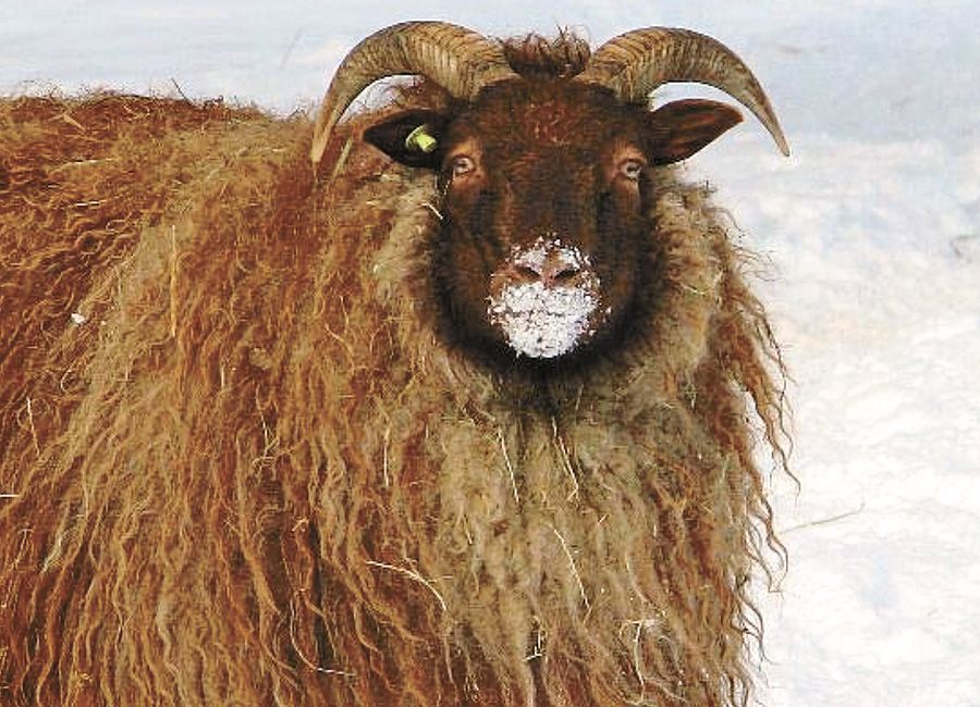 FARM SHOW Magazine - The BEST stories about Made-It-Myself Shop ...