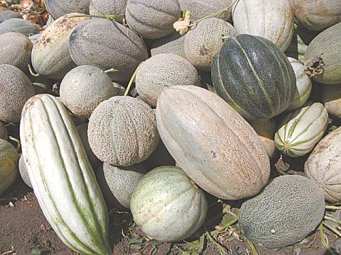 FARM SHOW Magazine - The BEST stories about Made-It-Myself Shop ...