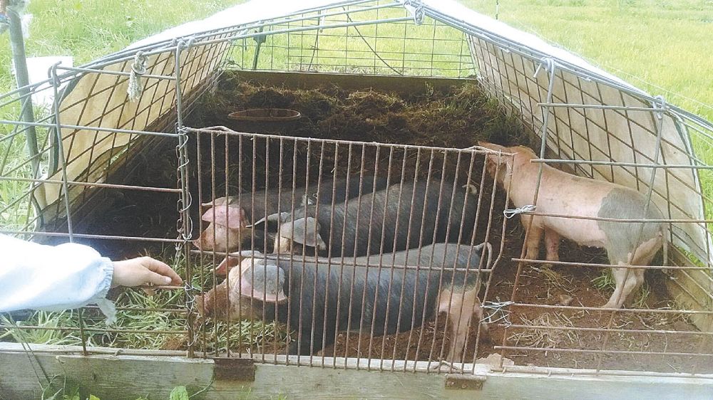 FARM SHOW Magazine - The BEST stories about Made-It-Myself Shop ...