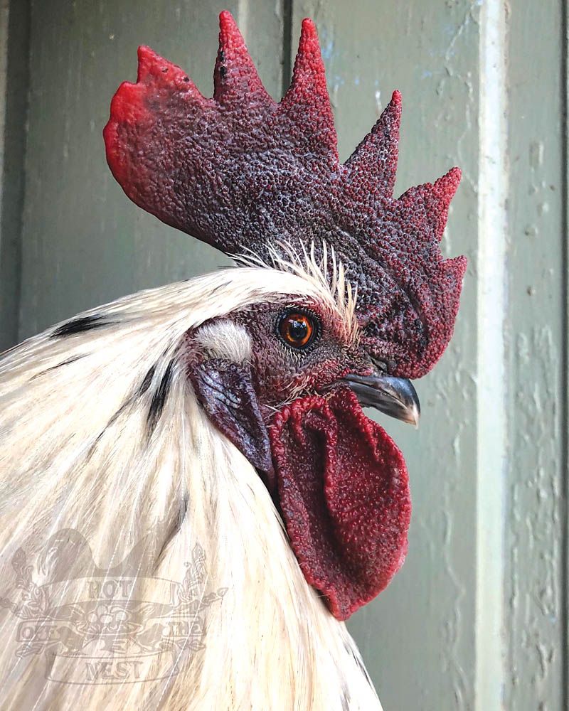 FARM SHOW Magazine - The BEST stories about Made-It-Myself Shop ...