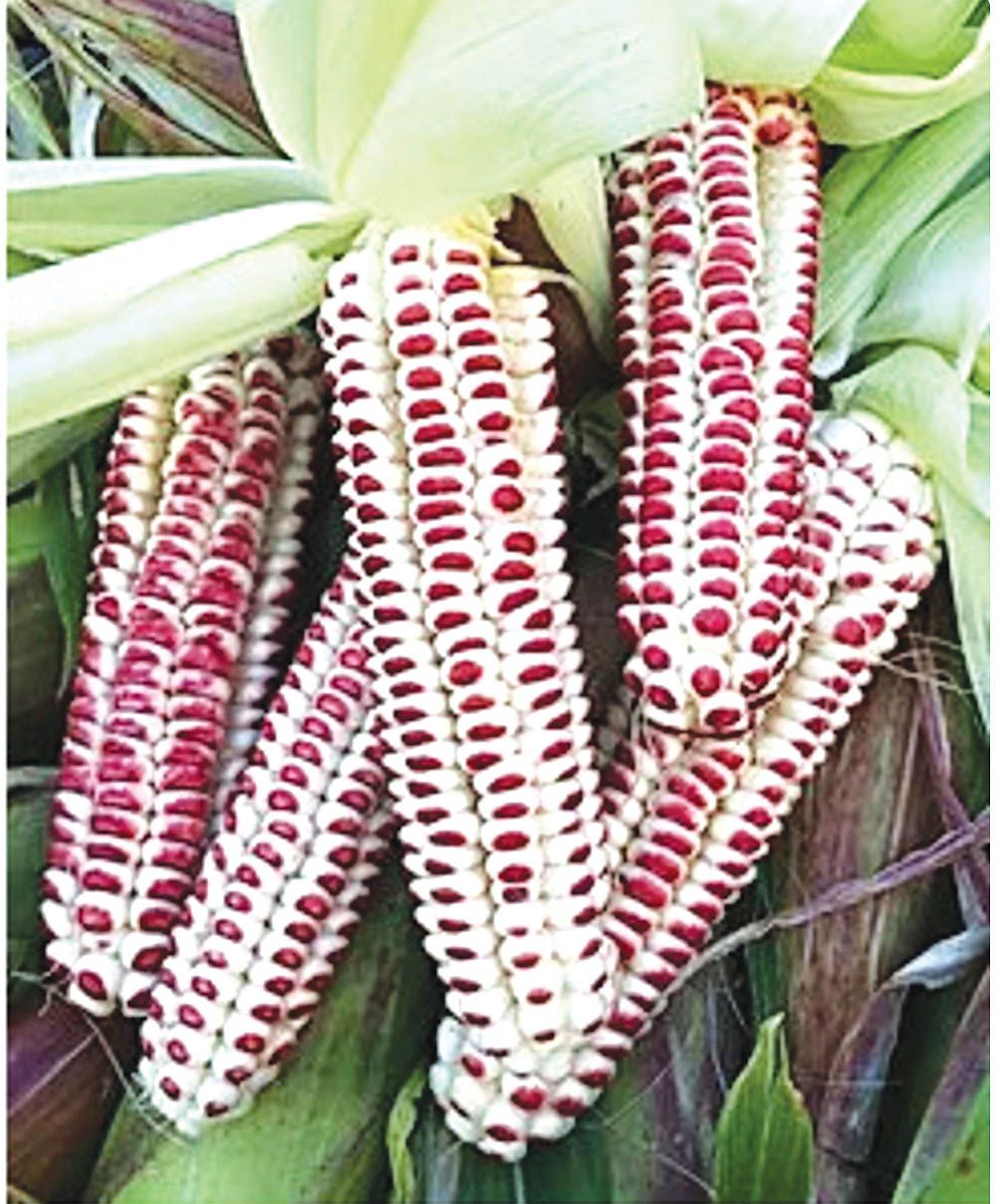 FARM SHOW Magazine - The BEST stories about Made-It-Myself Shop ...