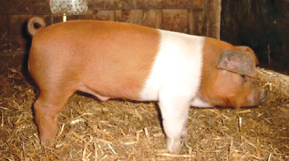 FARM SHOW Magazine - The BEST stories about Made-It-Myself Shop ...