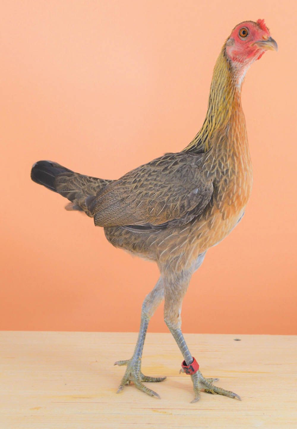 ASSIGNING A BREED OF CHICKEN TO YOUR OC (closed) on Toyhouse