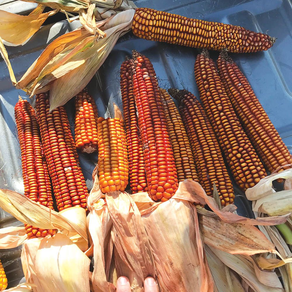 FARM SHOW Magazine - The BEST stories about Made-It-Myself Shop ...