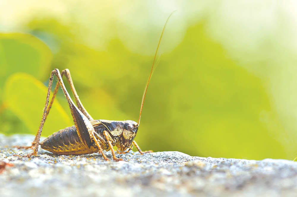 FARM SHOW Magazine - The BEST stories about Made-It-Myself Shop ...