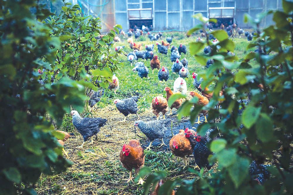 FARM SHOW Magazine - The BEST stories about Made-It-Myself Shop ...