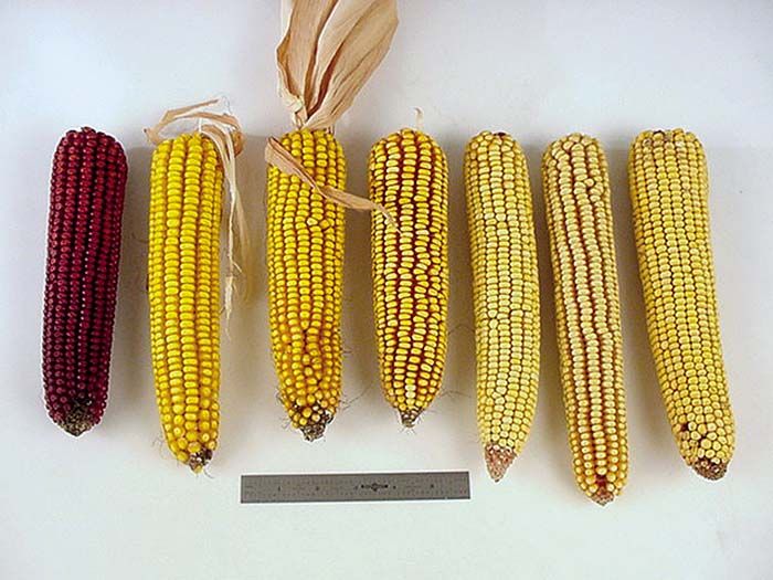 FARM SHOW Magazine - The BEST stories about Made-It-Myself Shop ...