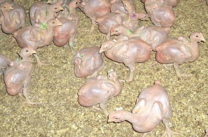 FARM SHOW Magazine - The BEST stories about Made-It-Myself Shop Inventions, Farming and ...